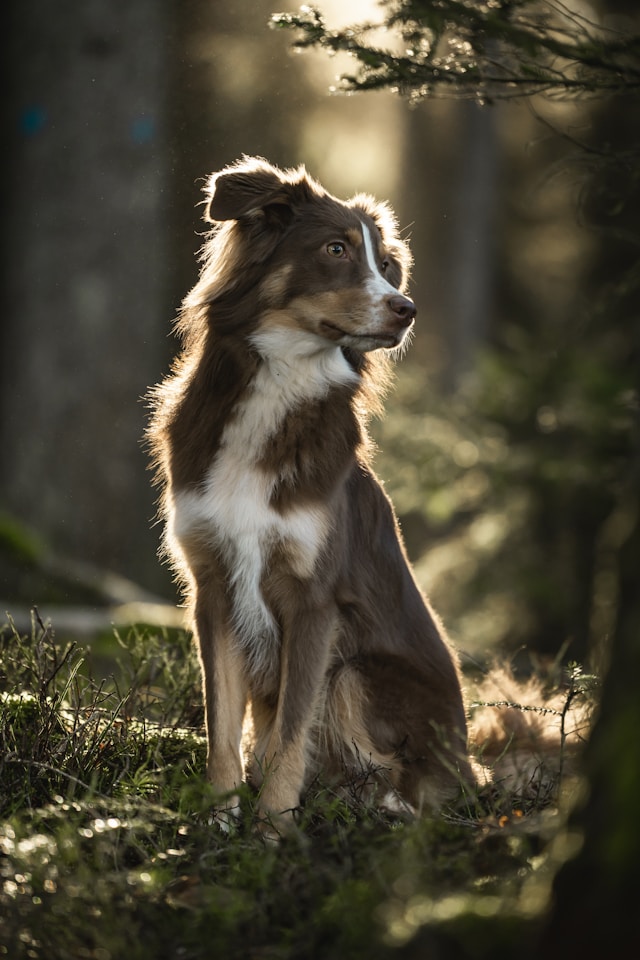 Lucky & Honey — Tierbedarf Online Shop